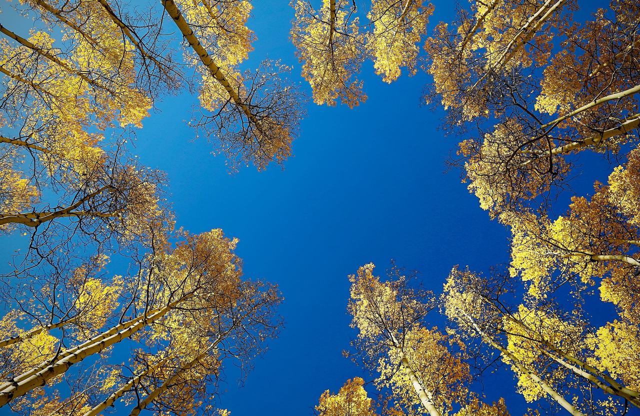 Living in Lakewood, CO: Location, Things to Do & More