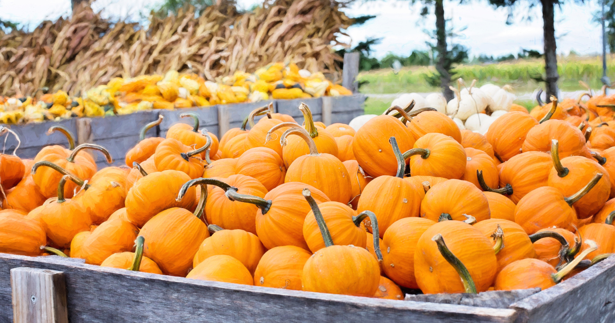 Fall Activities In Sacramento fall-activities-in-sacramento